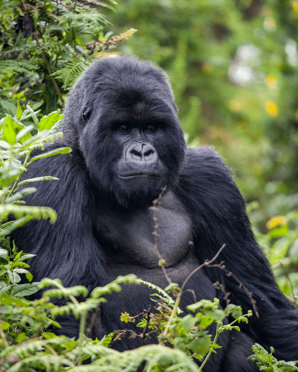 Luxury Rwanda Gorilla Safari | Conservation-Focused Journeys
