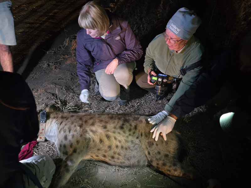Are Hyenas Dangerous to Humans? | Ranger Buck Safaris
